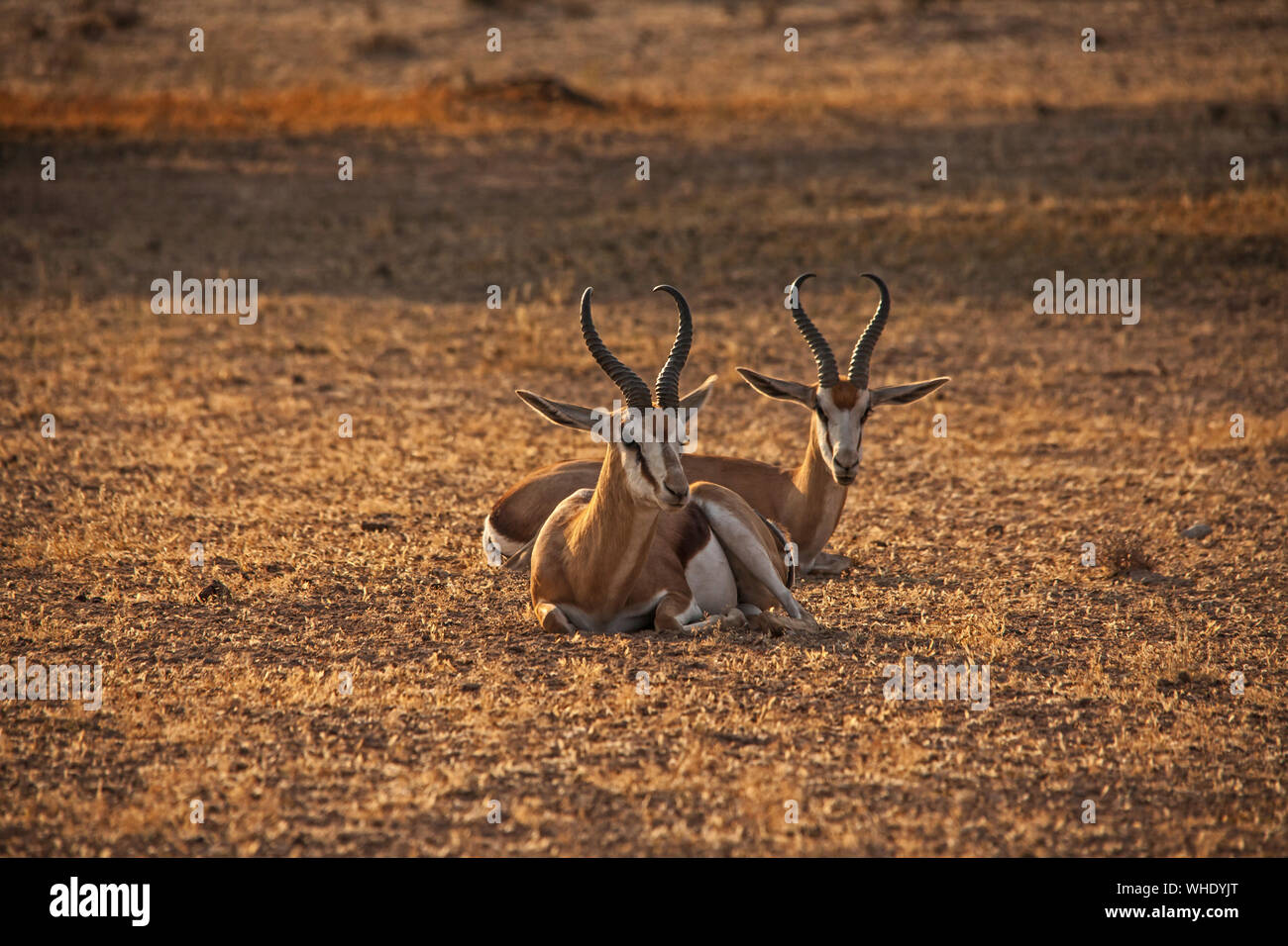 Resting Springbok in a dry desert riverbed Stock Photo - Alamy