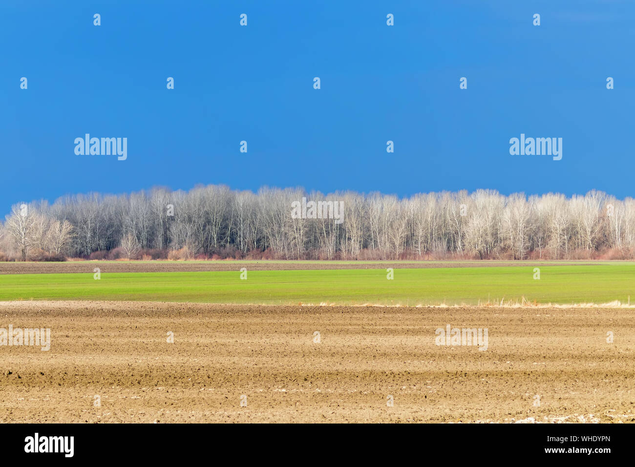 Early spring countryside landscape, Early spring wheat in a field Stock ...