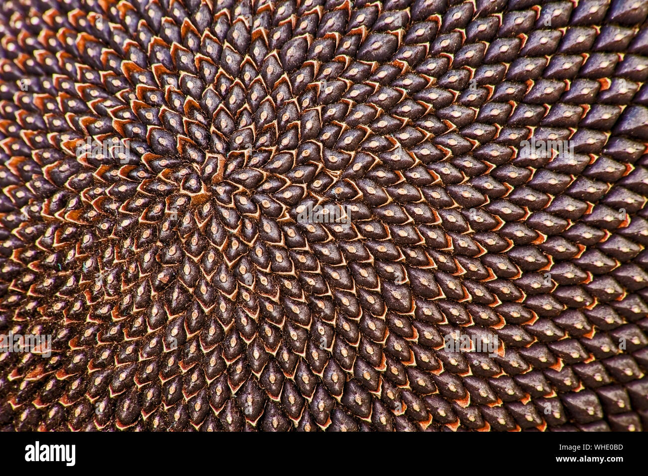 Ripe Sunflower Seeds 2 Stock Photo - Alamy