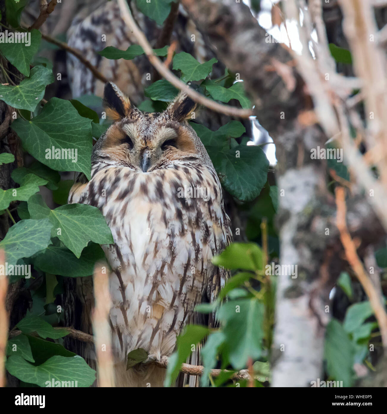 Long Eared Owl Eyes High Resolution Stock Photography and Images - Alamy