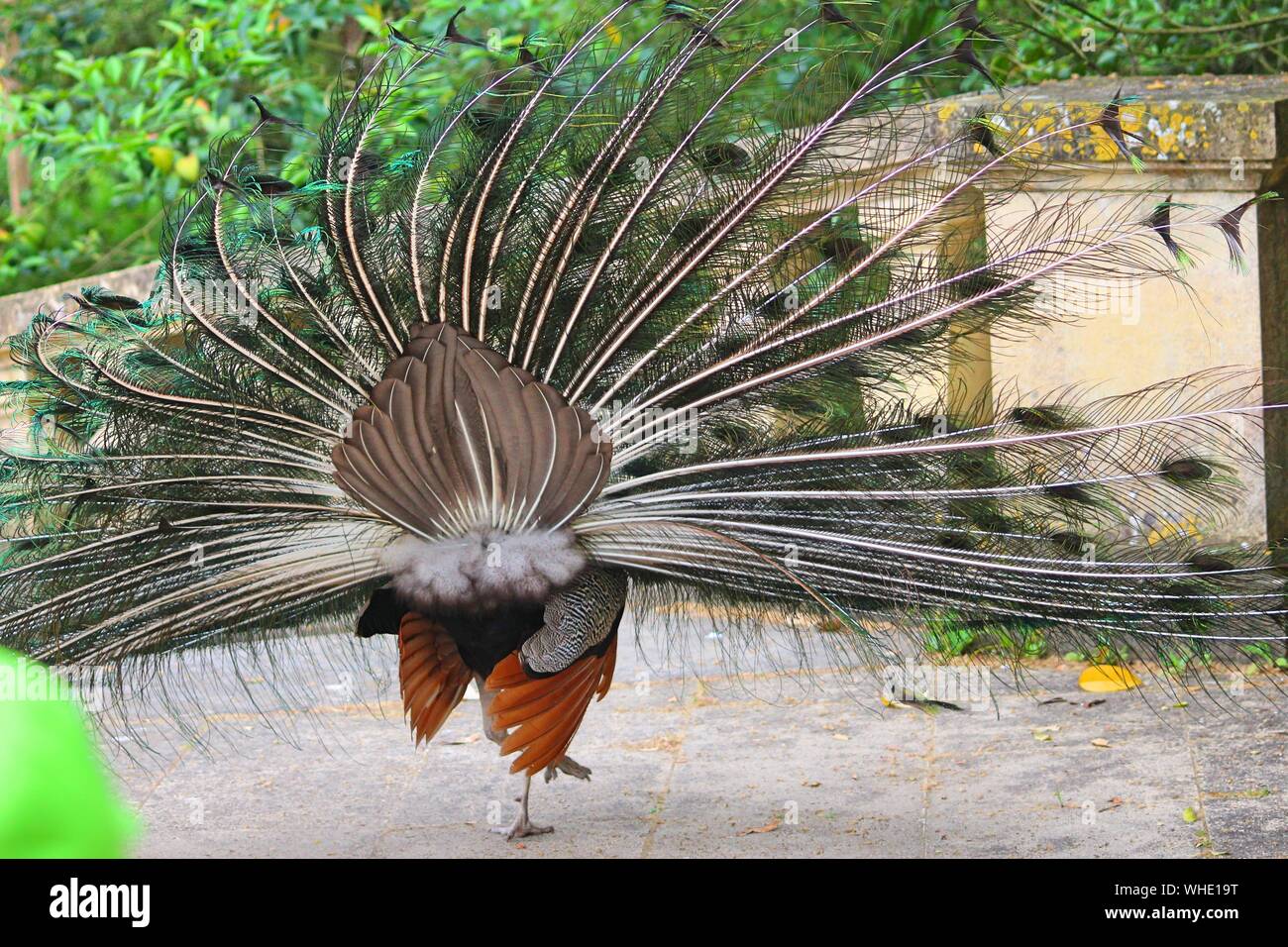 Rear Of Peacock High Resolution Stock Photography and Images - Alamy