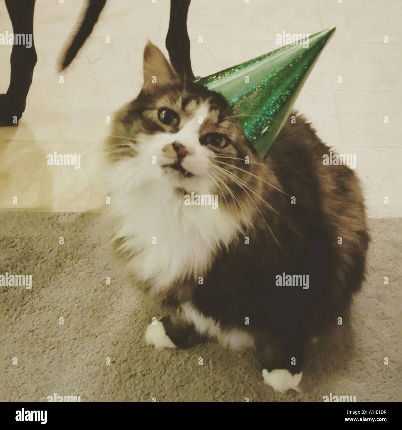 Cat wearing party hat hi-res stock photography and images - Alamy