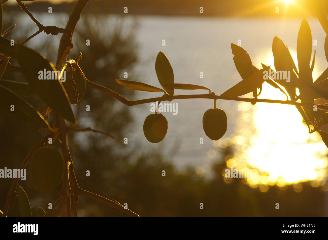 Olive tree on the sunset background. Mediterranean summer Stock Photo ...