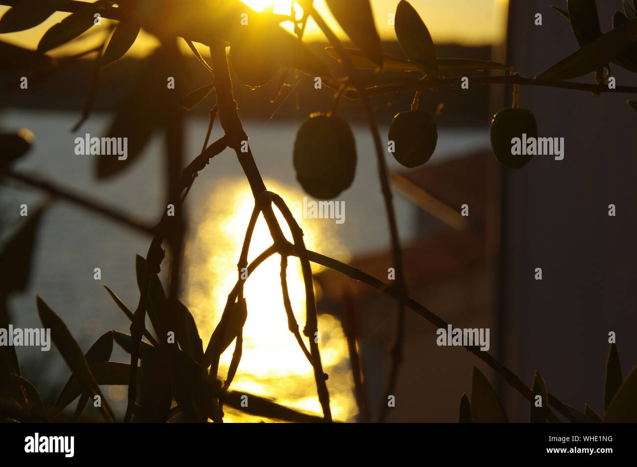 Olive tree on the sunset background. Mediterranean summer Stock Photo ...