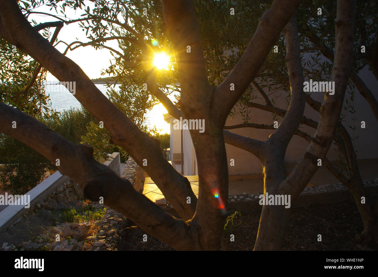 Olive tree on the sunset background. Mediterranean summer Stock Photo ...