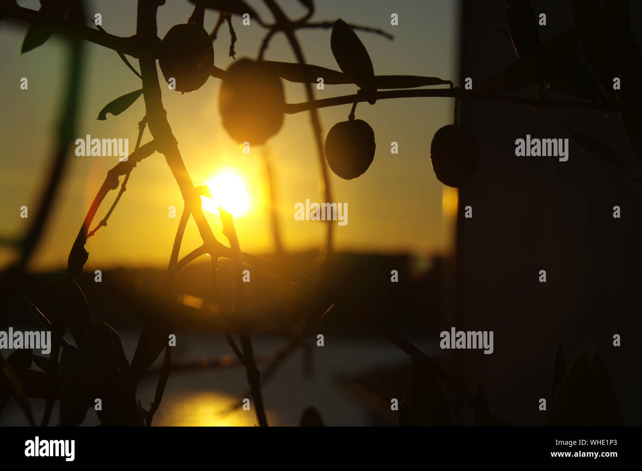 Olive tree on the sunset background. Mediterranean summer Stock Photo ...
