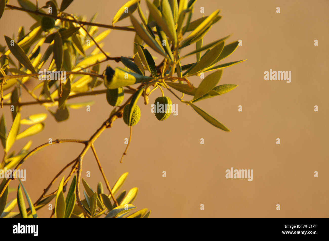 Olive tree in sunset light. Mediterranean summer Stock Photo - Alamy