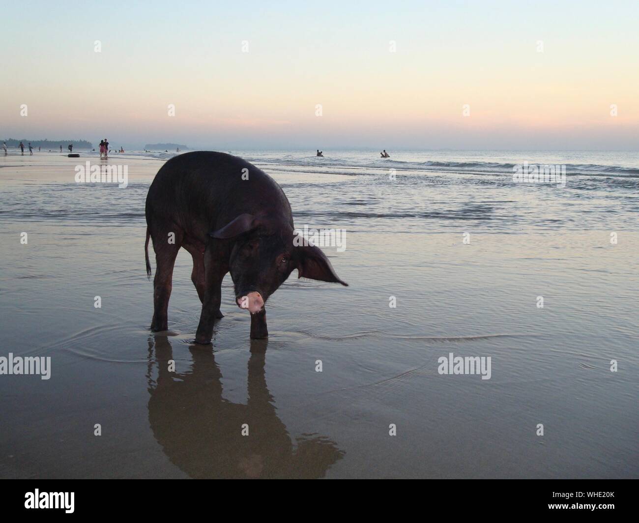 Pig beach hi-res stock photography and images - Alamy