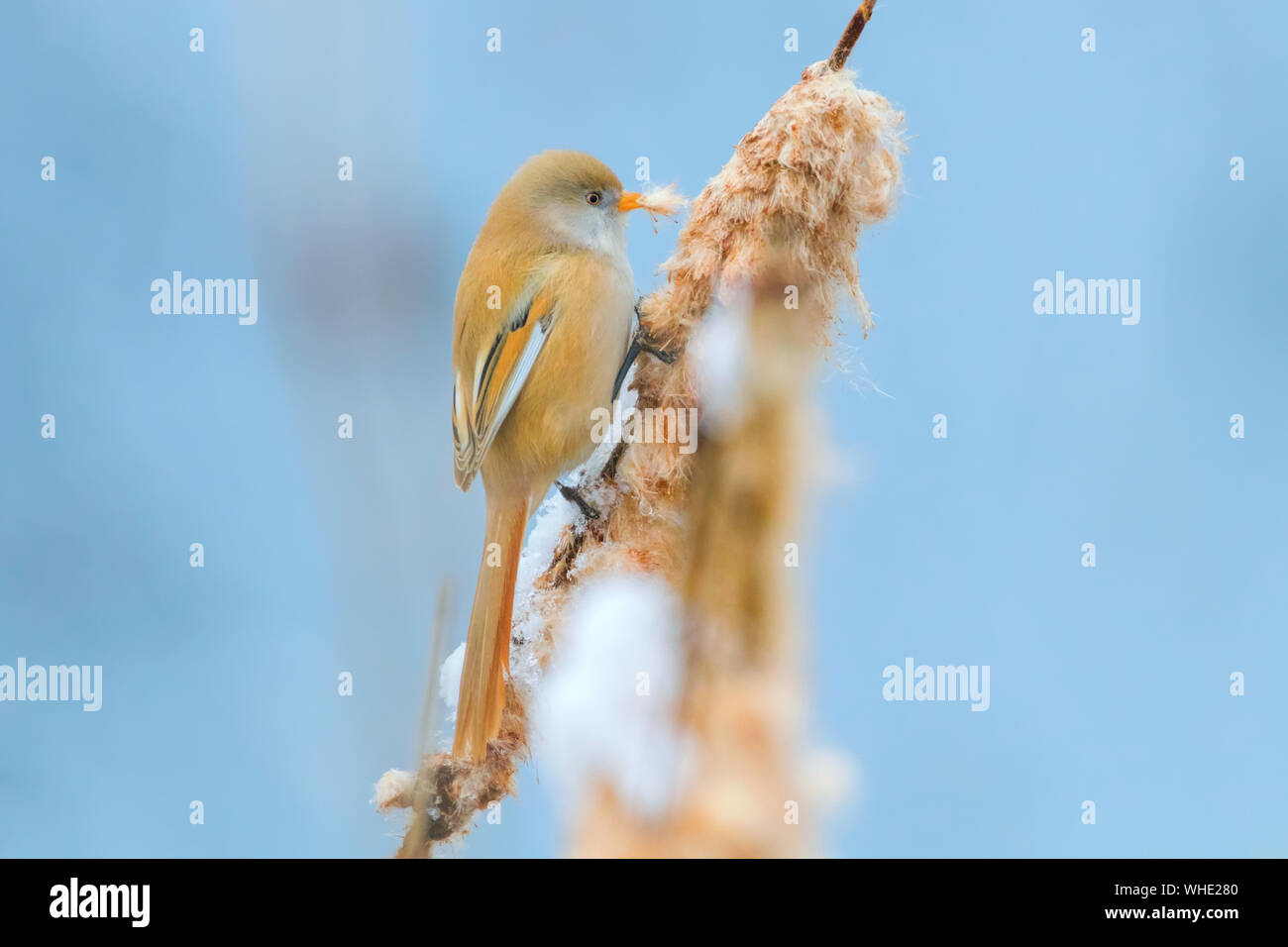 Cute little bird, Bearded tit, female Bearded reedling (panurus ...