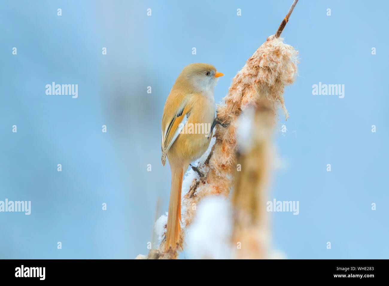 Cute little bird, Bearded tit, female Bearded reedling (panurus ...