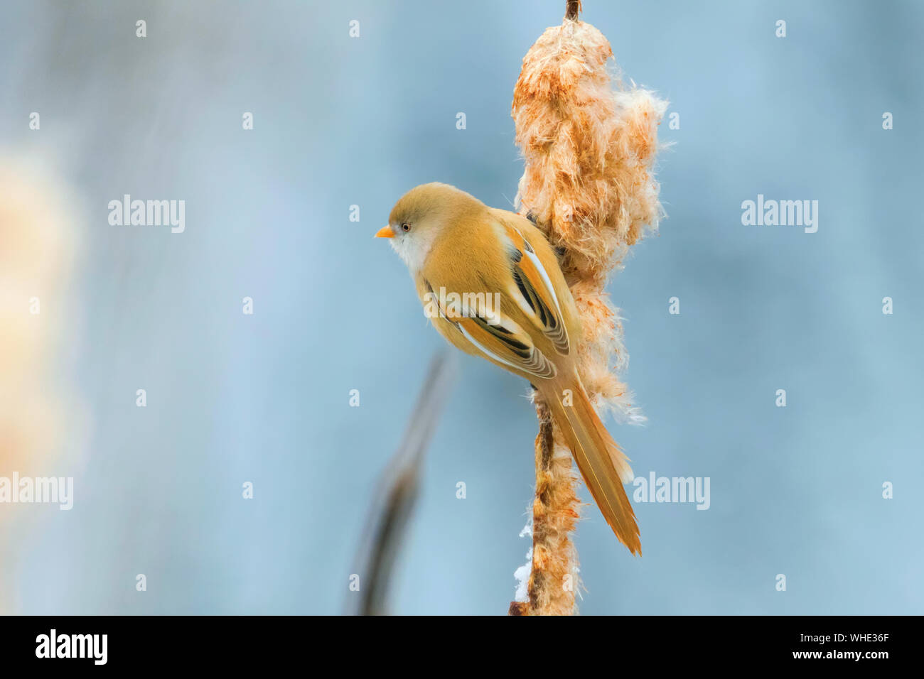 Cute little bird, Bearded tit, female Bearded reedling (panurus ...