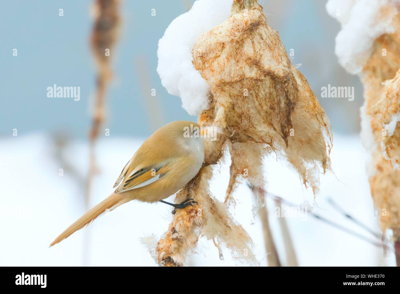 Cute little bird, Bearded tit, female Bearded reedling (panurus ...
