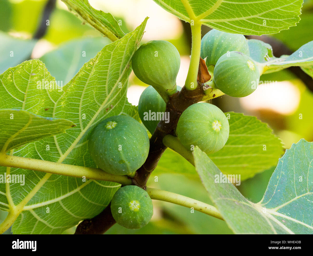 Branch green figs leaves hi-res stock photography and images - Alamy
