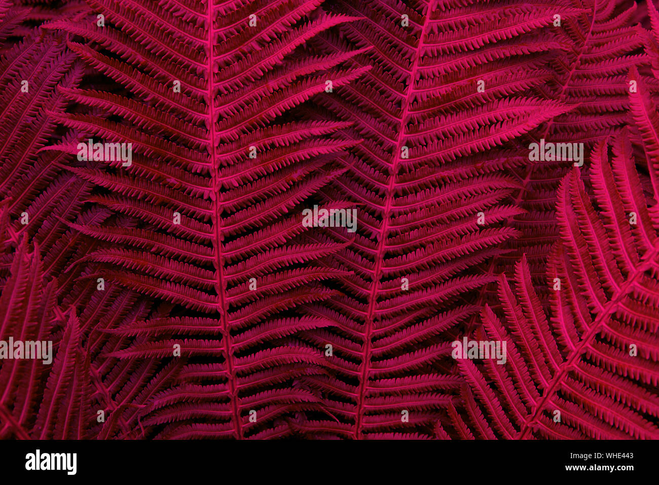 Floral background. Glowing fern in red and purple neon trendy colors ...