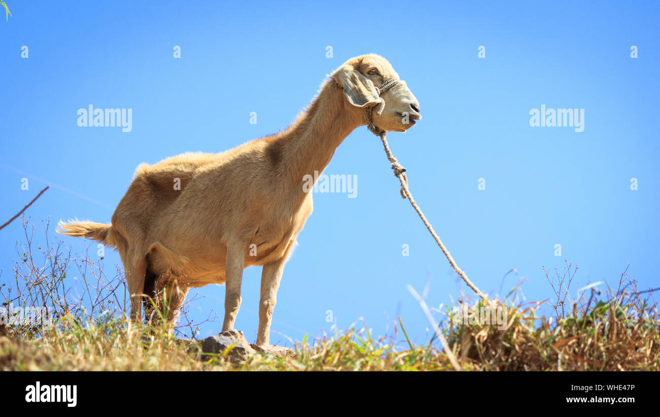 Goat tied up hi-res stock photography and images - Alamy
