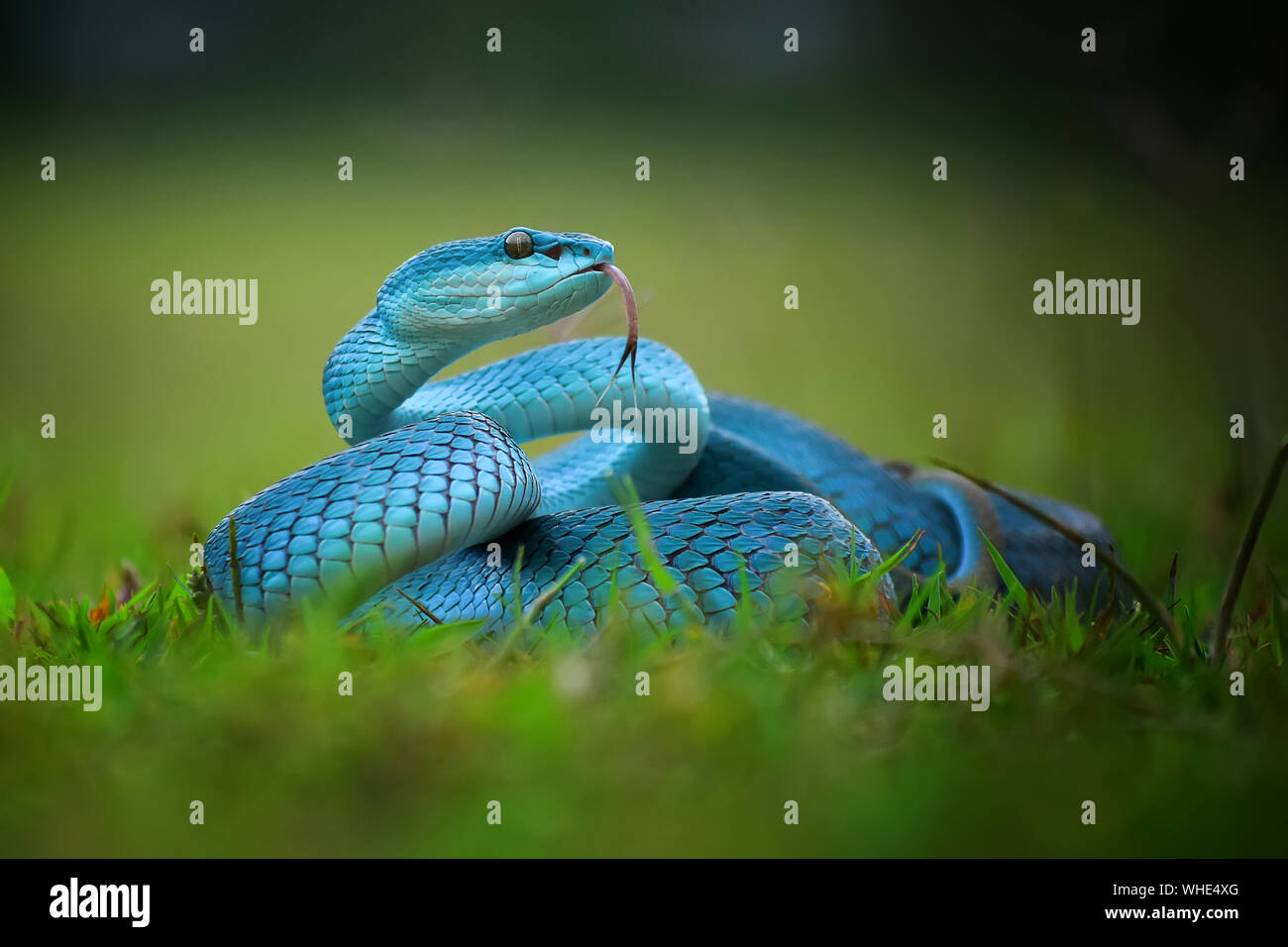 Blue snake hi-res stock photography and images - Alamy