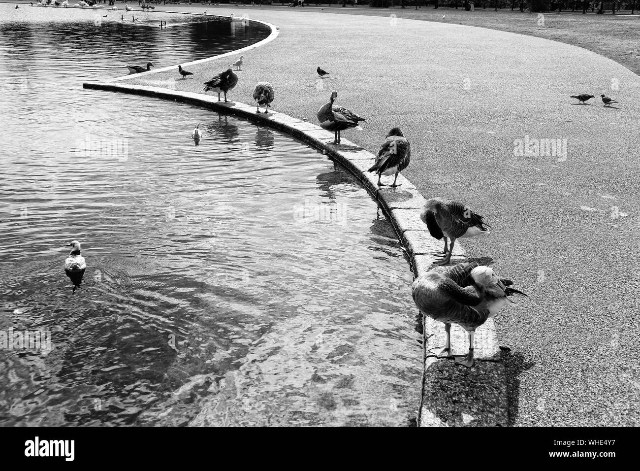 Wild geese at Kensington gardens in London Stock Photo - Alamy