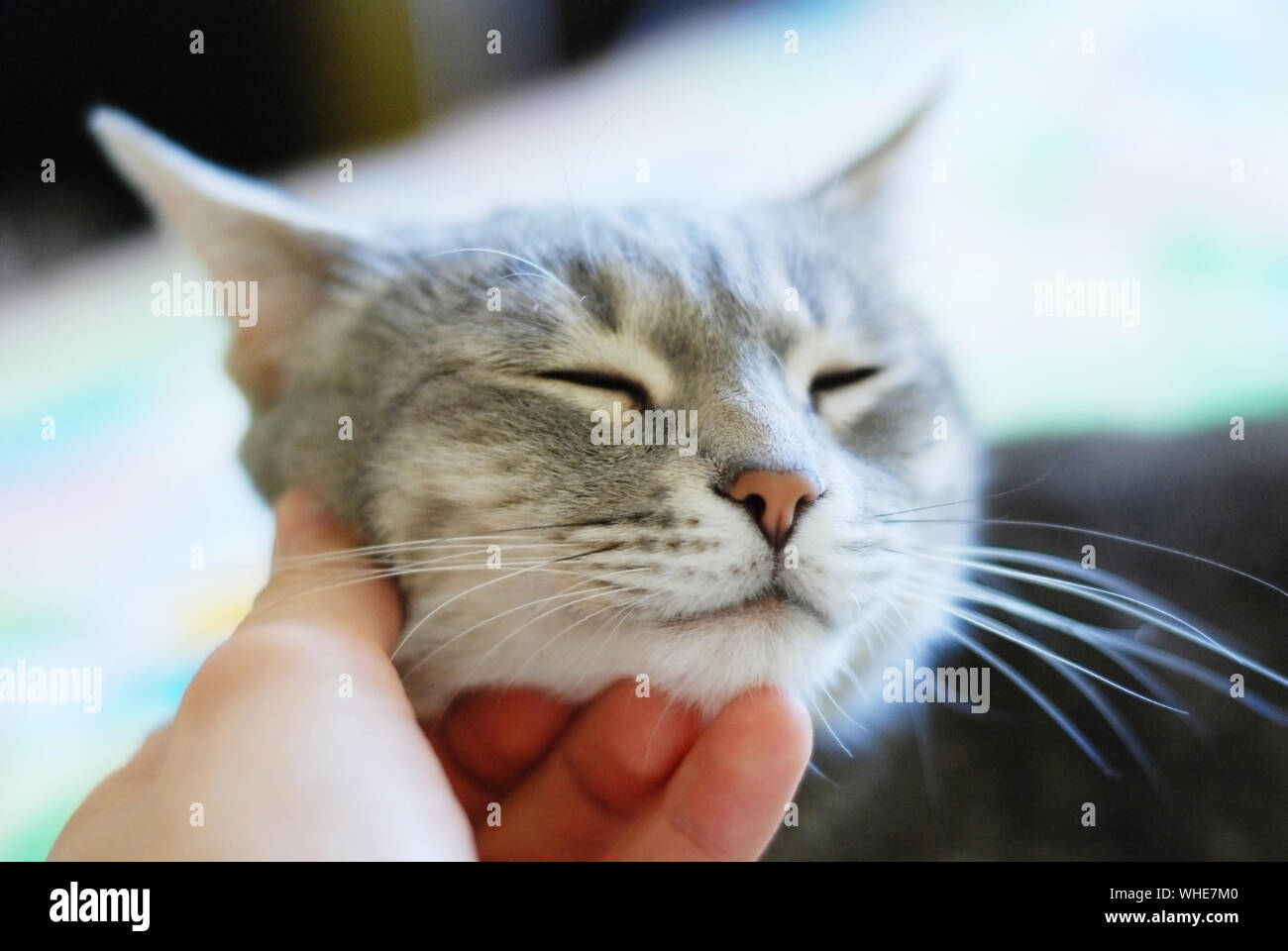 Human cat bonding hi-res stock photography and images - Alamy