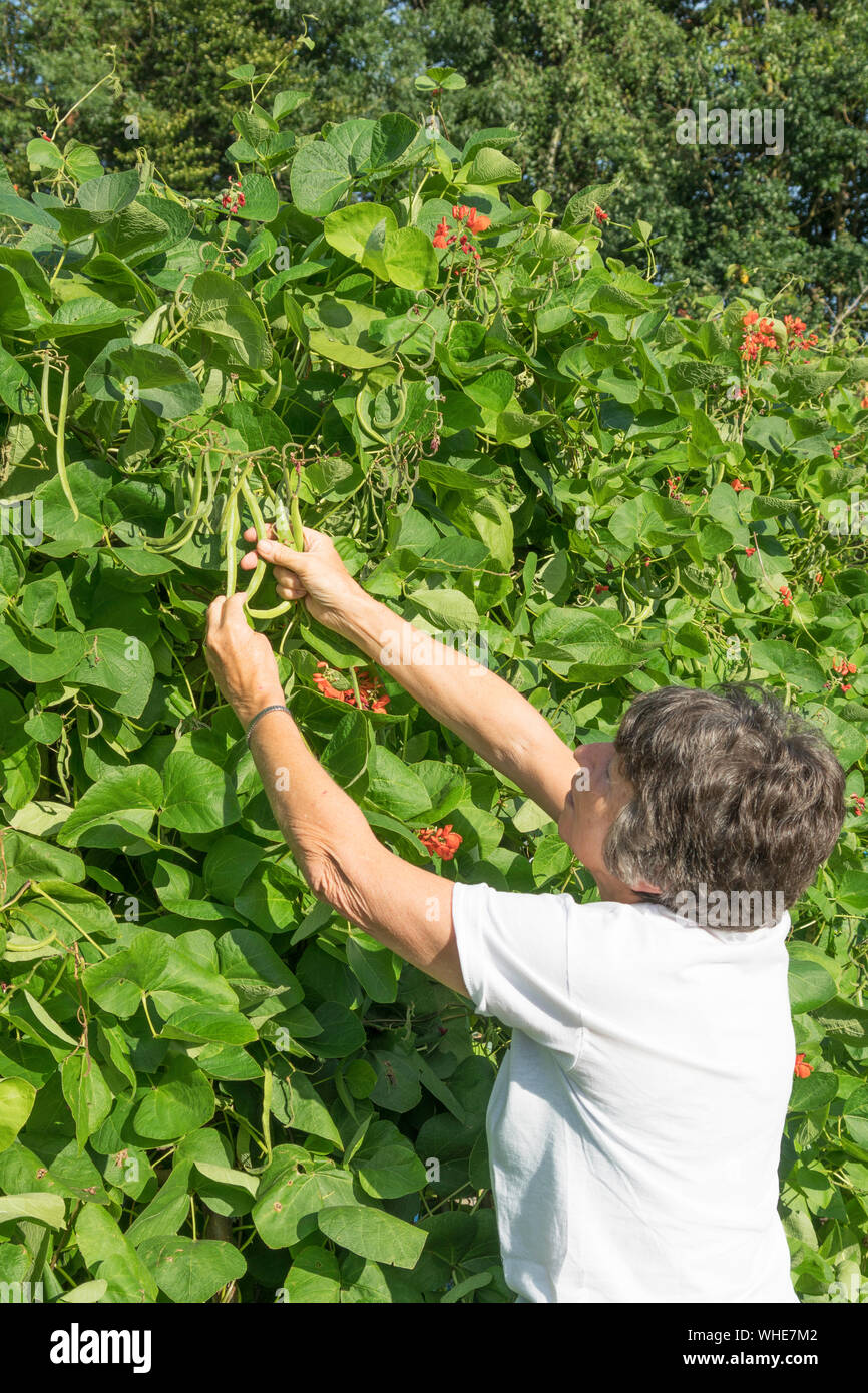 Older woman picking runner beans variety Armstrong, on an allotment ...