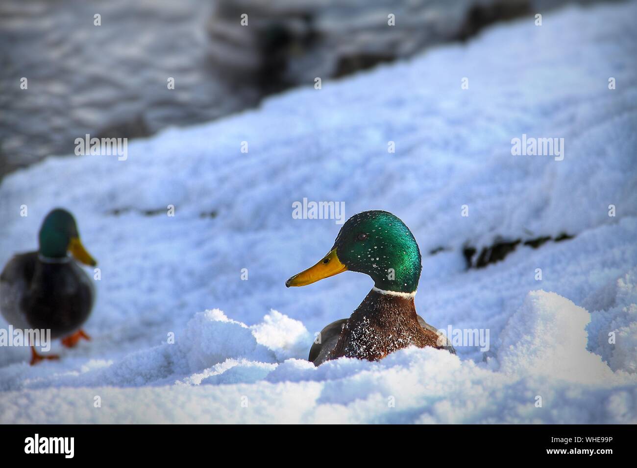 Duck in snow hi-res stock photography and images - Alamy