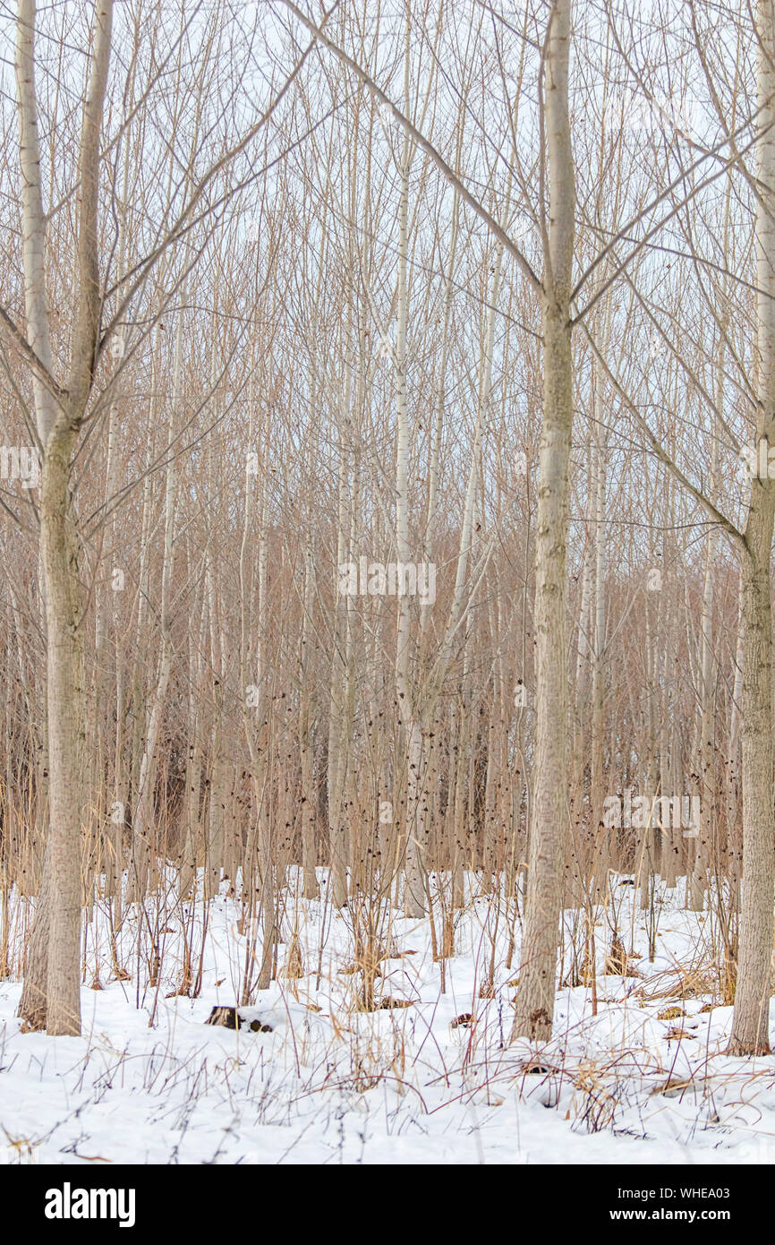 Poplar trees trunks natural background winter edition Stock Photo - Alamy