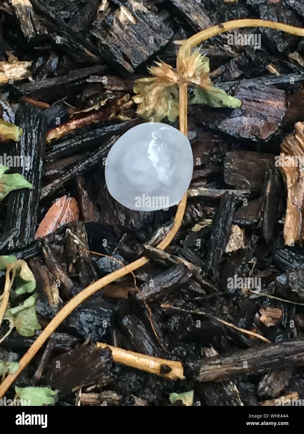 Hailstone hi-res stock photography and images - Alamy