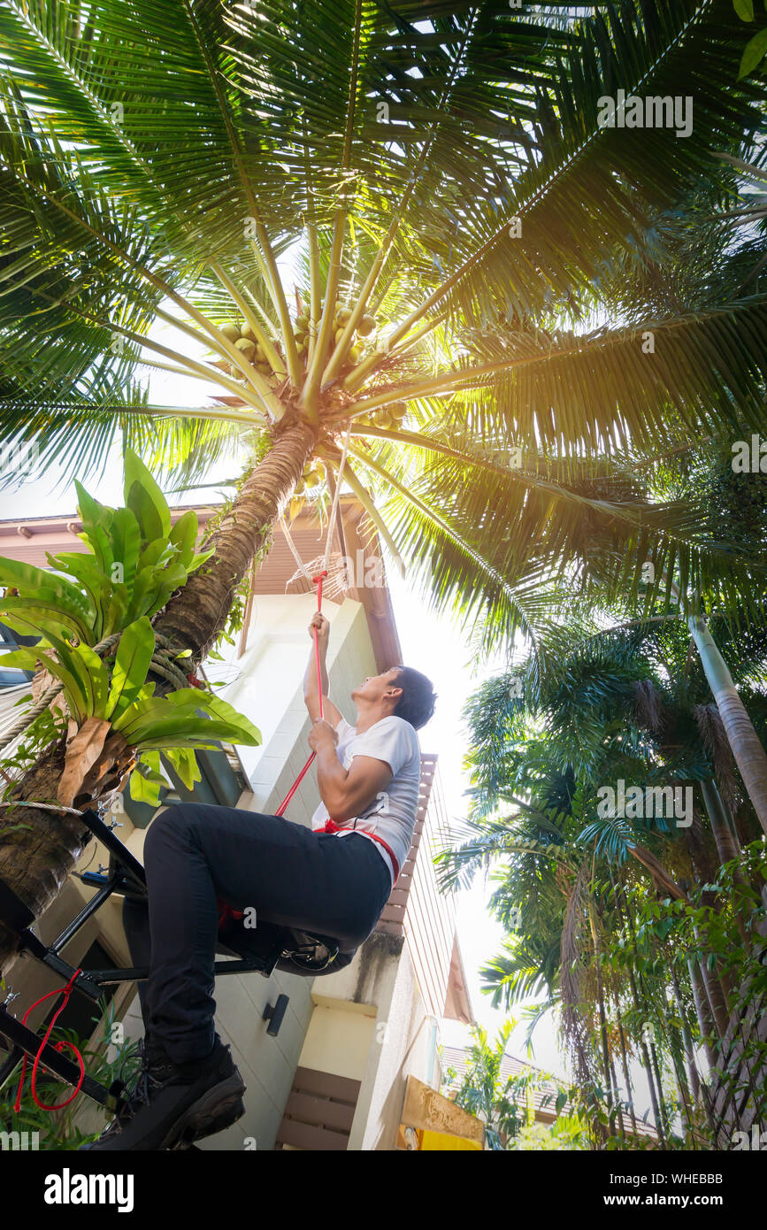 Man climbing coconut tree hi-res stock photography and images - Alamy