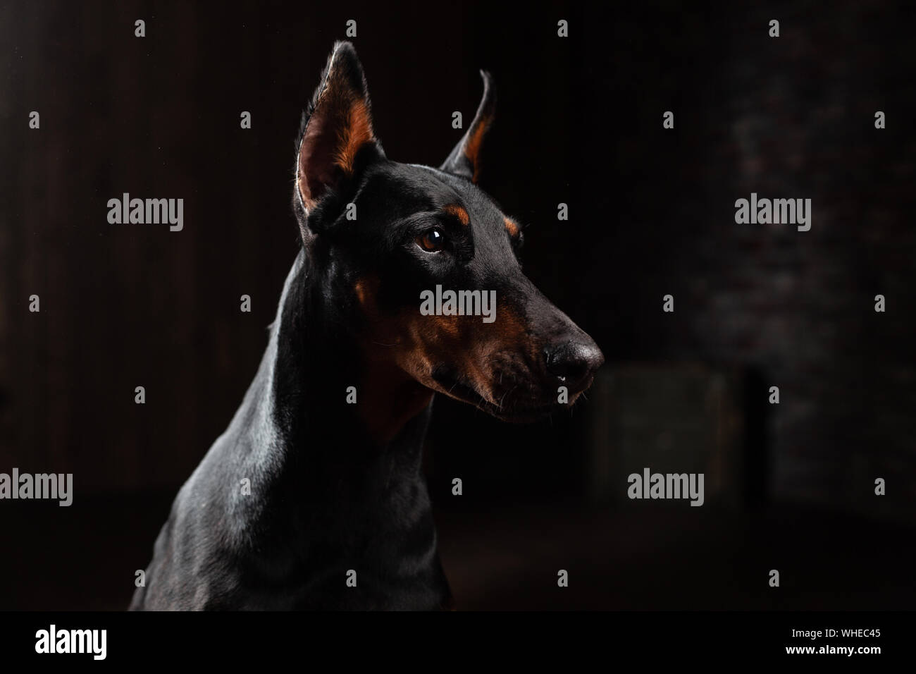 Doberman Pinscher against black background front view Shooting in the ...