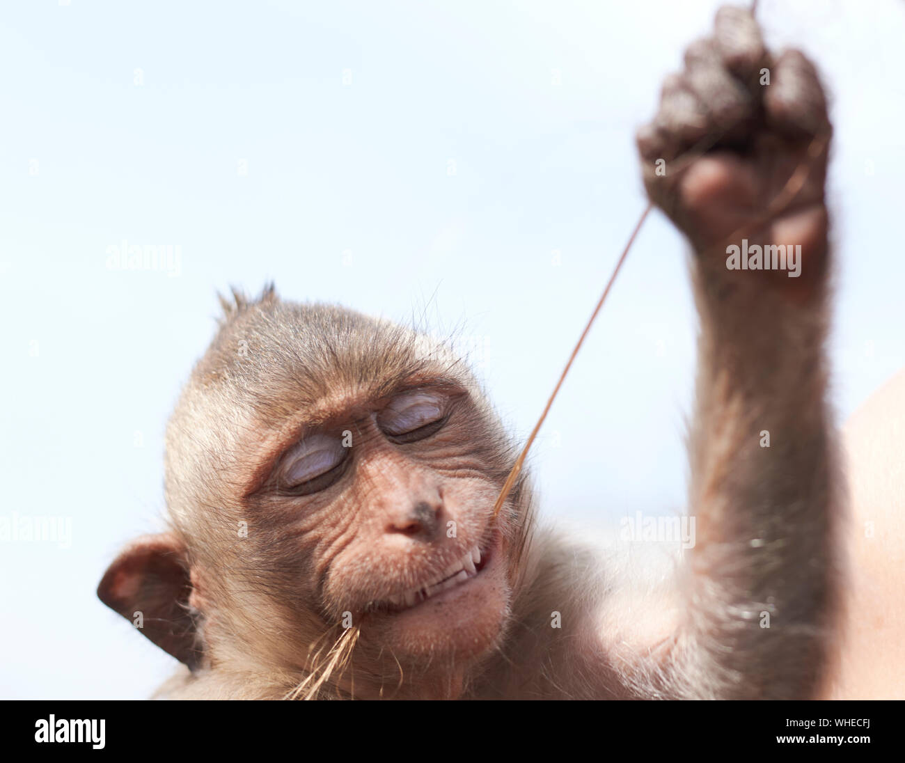 Monkey holding out hi-res stock photography and images - Alamy