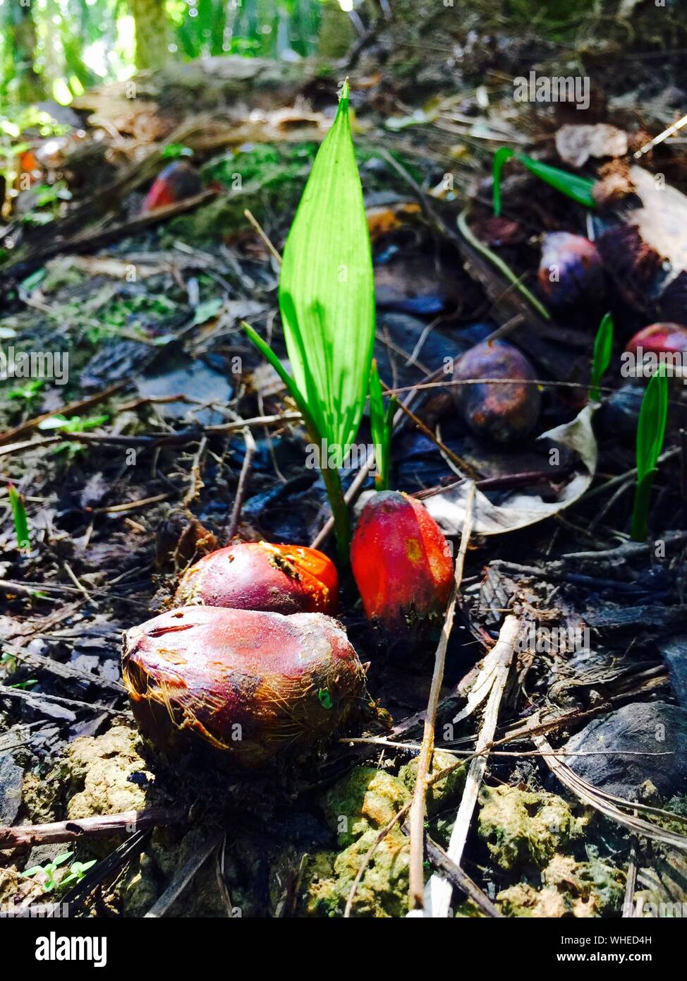 Coconut Sprouting High Resolution Stock Photography and Images - Alamy
