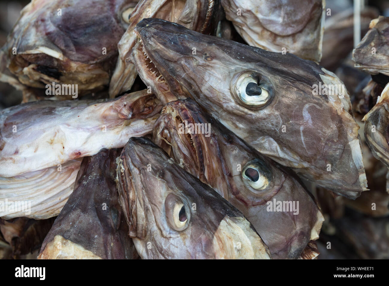 Full heads hi-res stock photography and images - Alamy