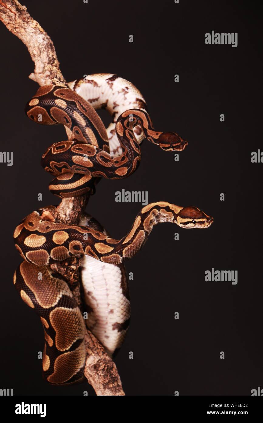 Snake hanging on branch hi-res stock photography and images - Alamy