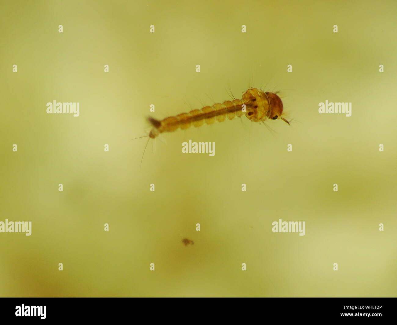Larva in water hi-res stock photography and images - Alamy