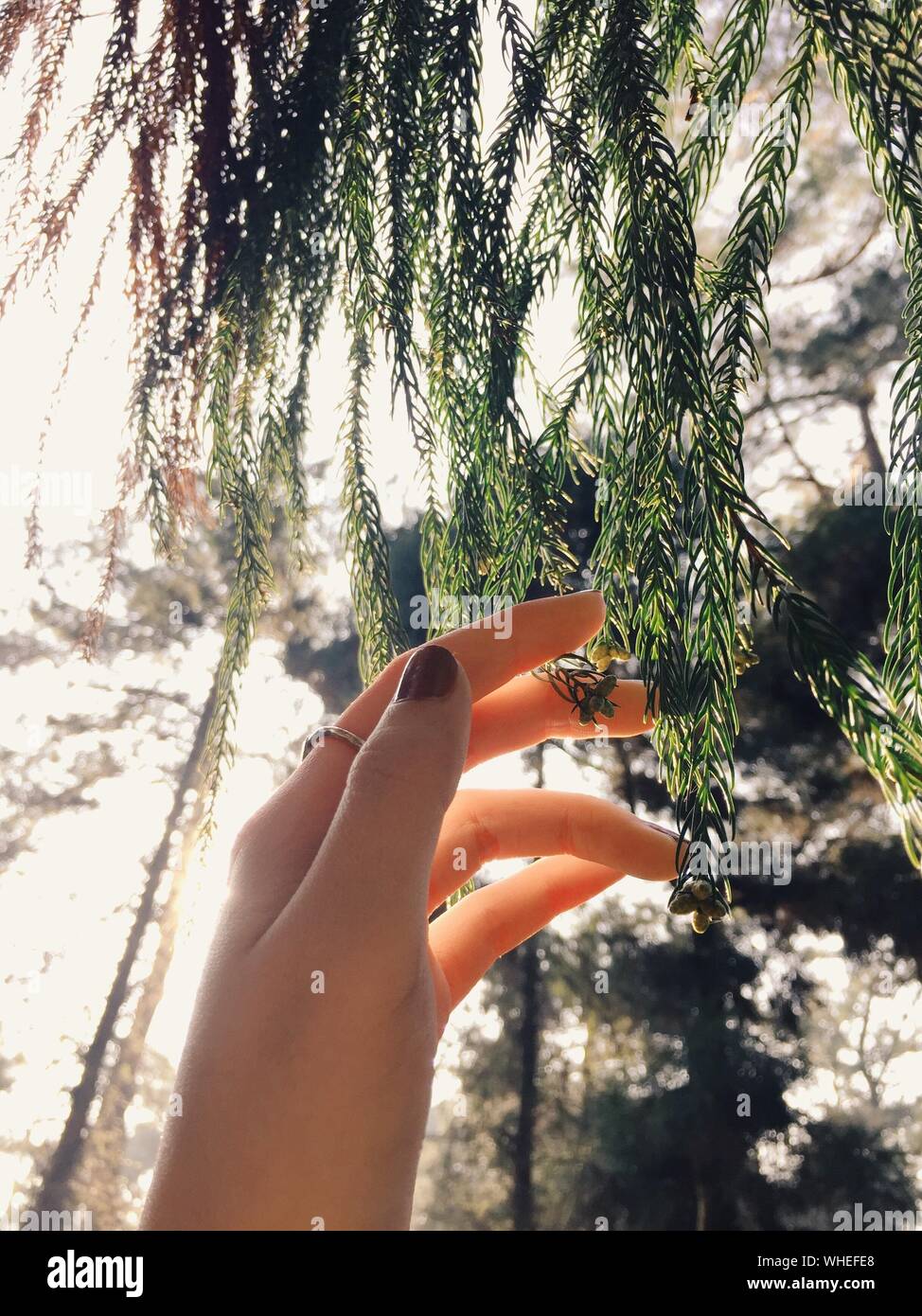 Person touching tree branch hi-res stock photography and images - Alamy