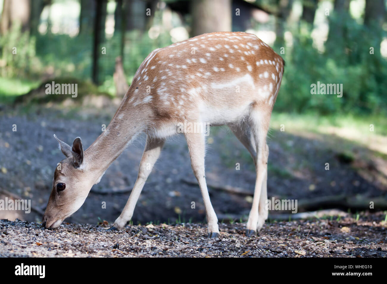 View Axis High Resolution Stock Photography and Images - Alamy