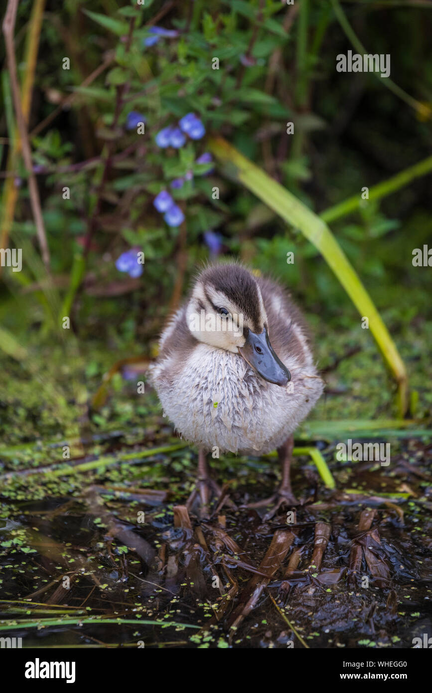 Fuzzy duckling hi-res stock photography and images - Alamy
