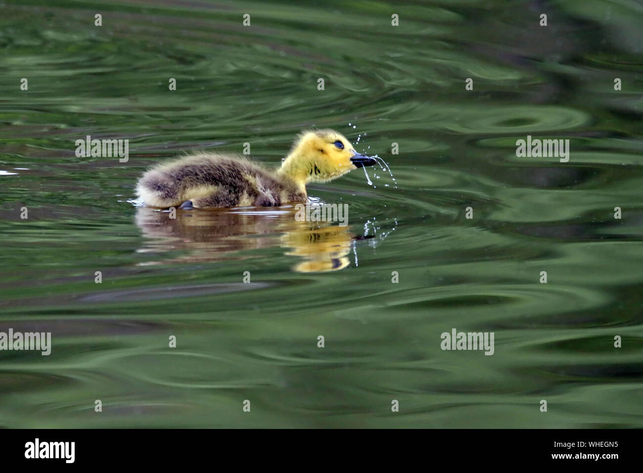 People Ducking High Resolution Stock Photography and Images - Alamy