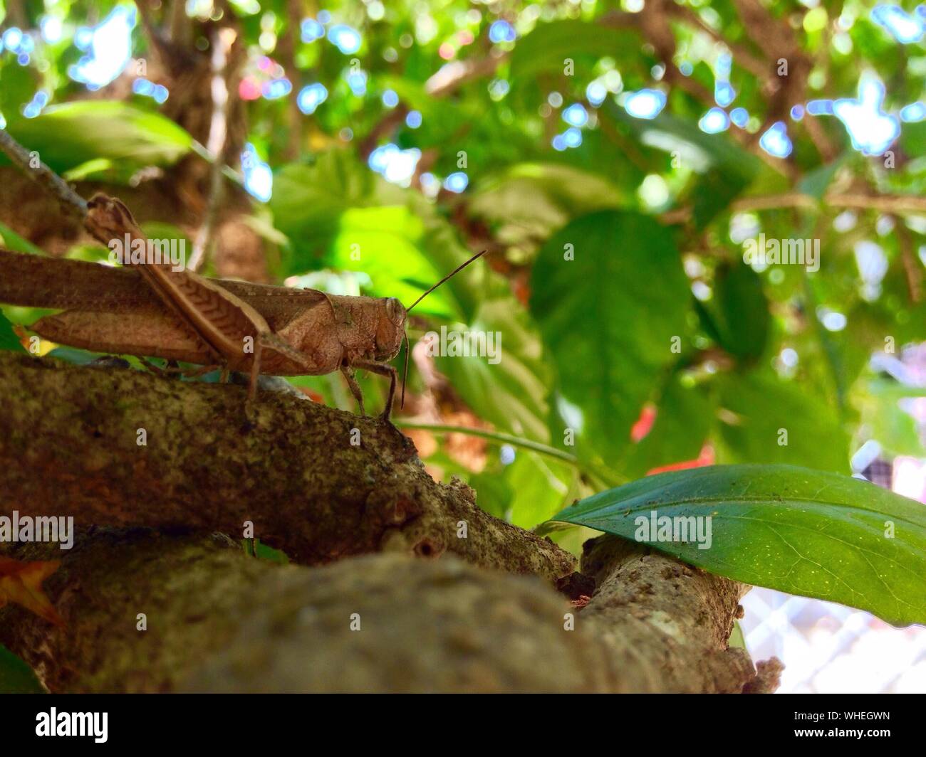 Colombia insect hi-res stock photography and images - Alamy