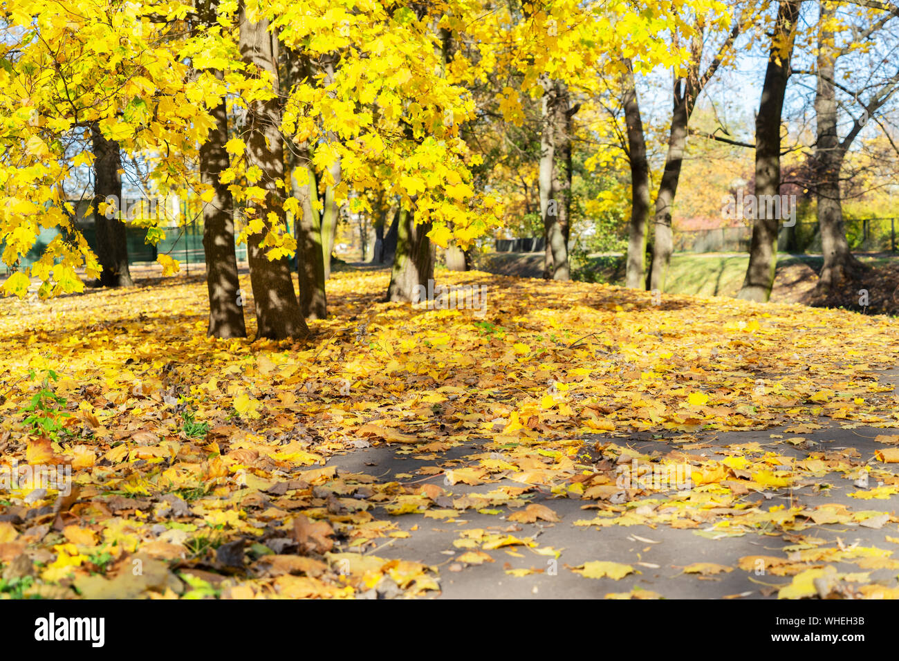 Vibrant fall foliage Stock Photo - Alamy