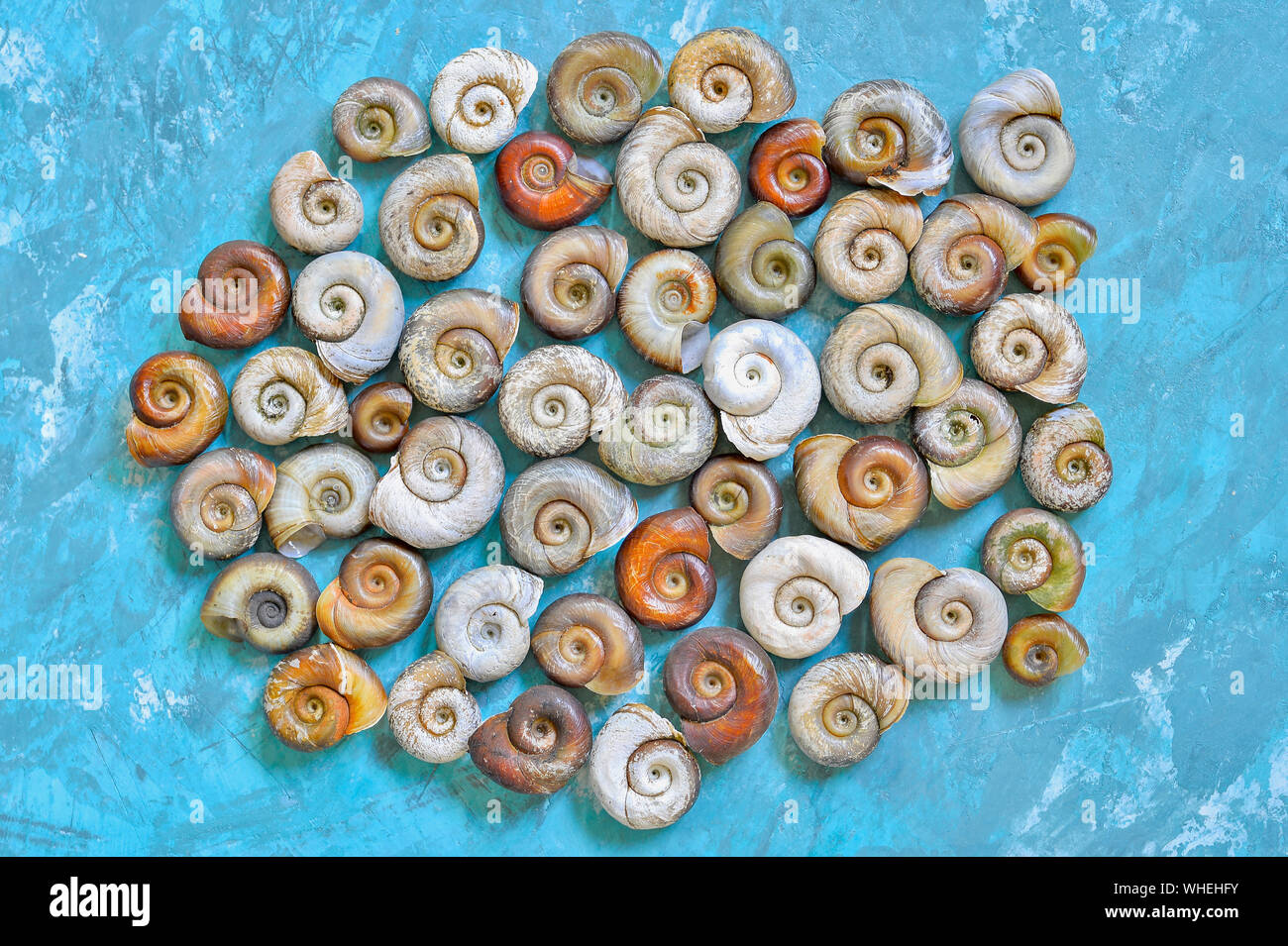 Shells of different color shades on a vintage blue background Stock ...