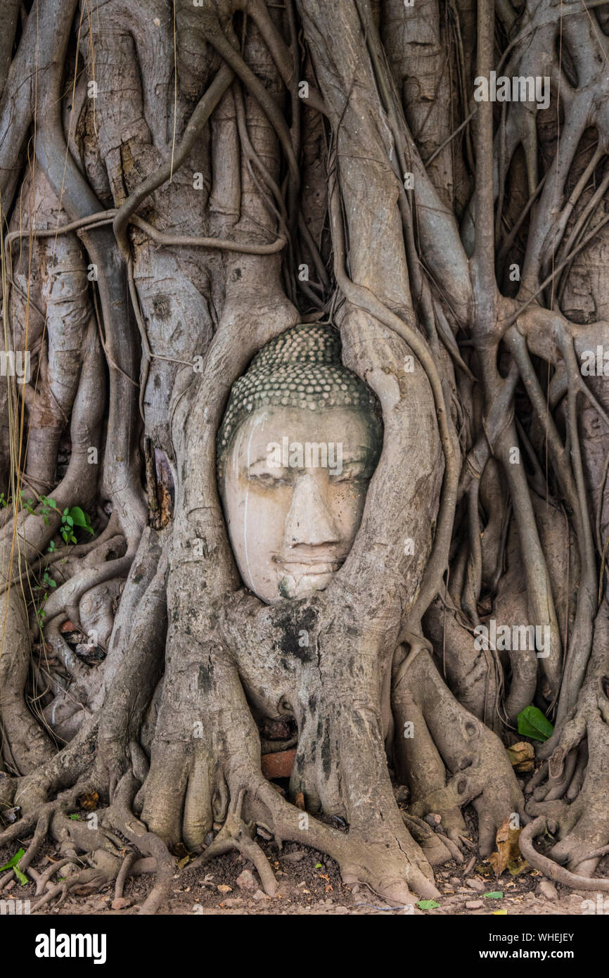 Tree root buddha hi-res stock photography and images - Alamy