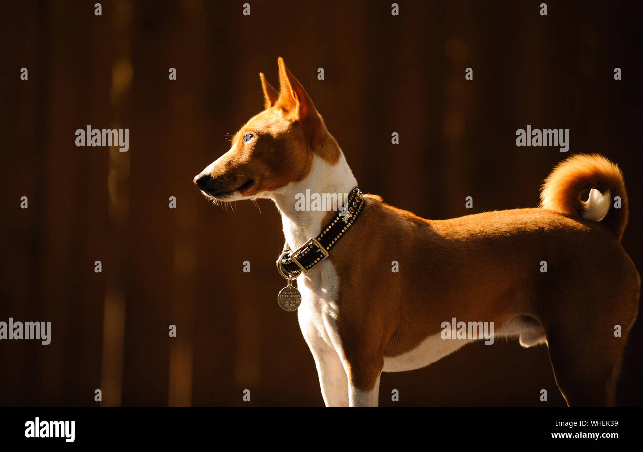 Basenji High Resolution Stock Photography and Images - Alamy