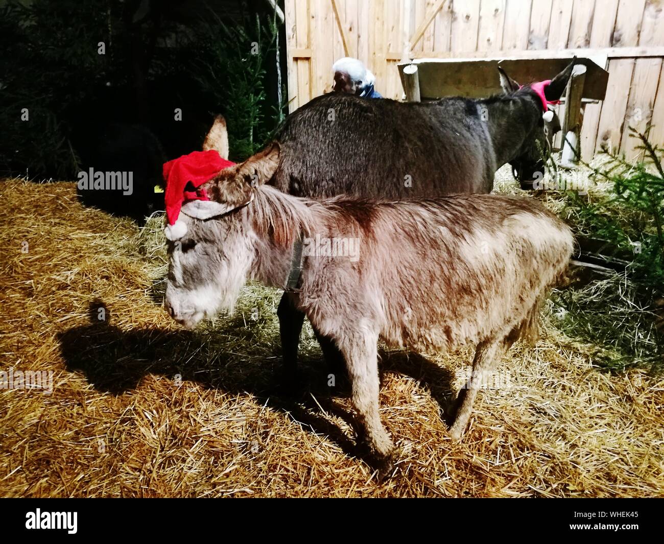Christmas donkey in santa hat hi-res stock photography and images - Alamy