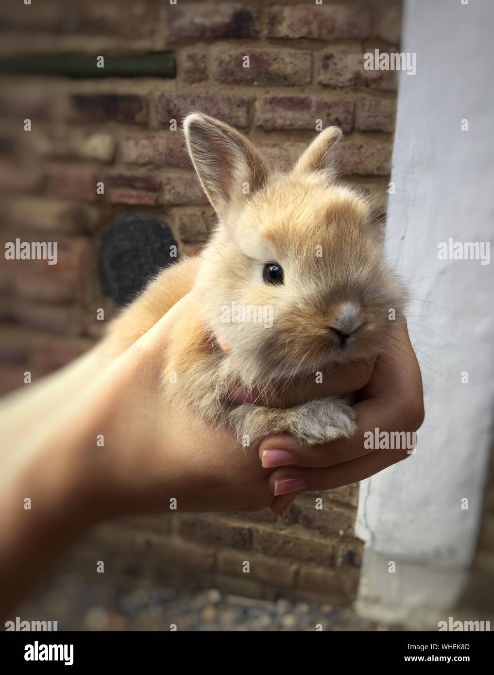 Rabbit holding hand hi-res stock photography and images - Alamy