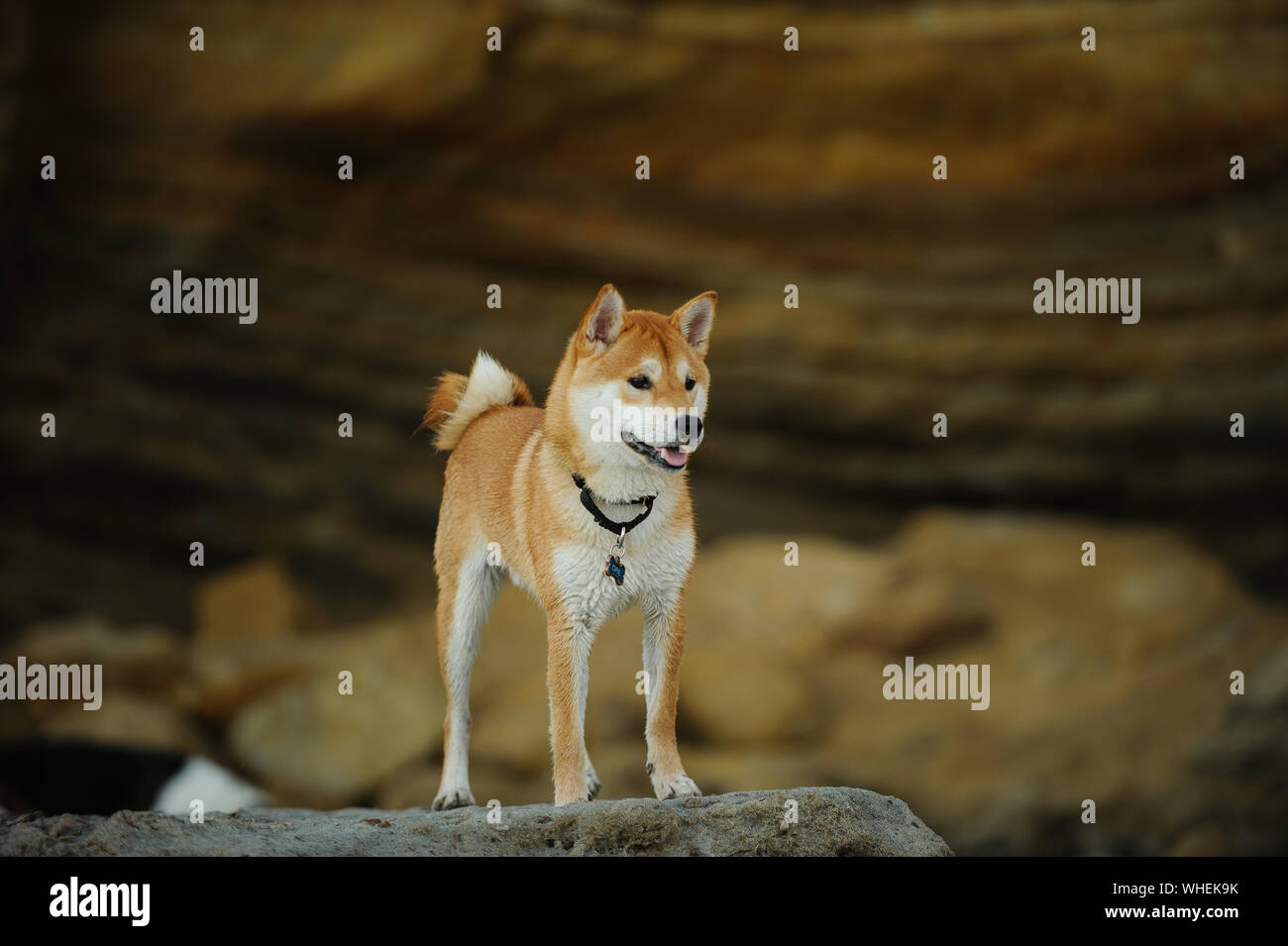 Shiba inu dog standing on hi-res stock photography and images - Alamy