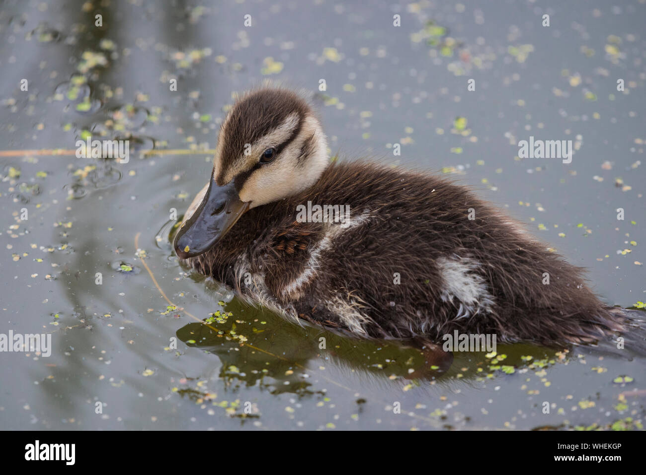 Fuzzy duckling hi-res stock photography and images - Alamy