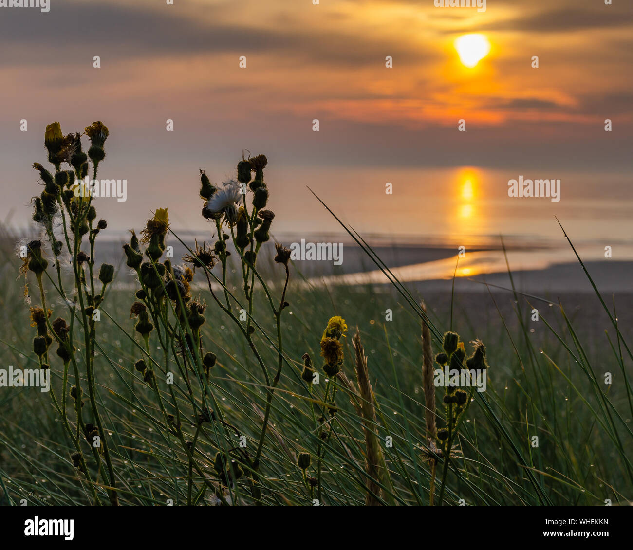Grasses on the beach hi-res stock photography and images - Alamy