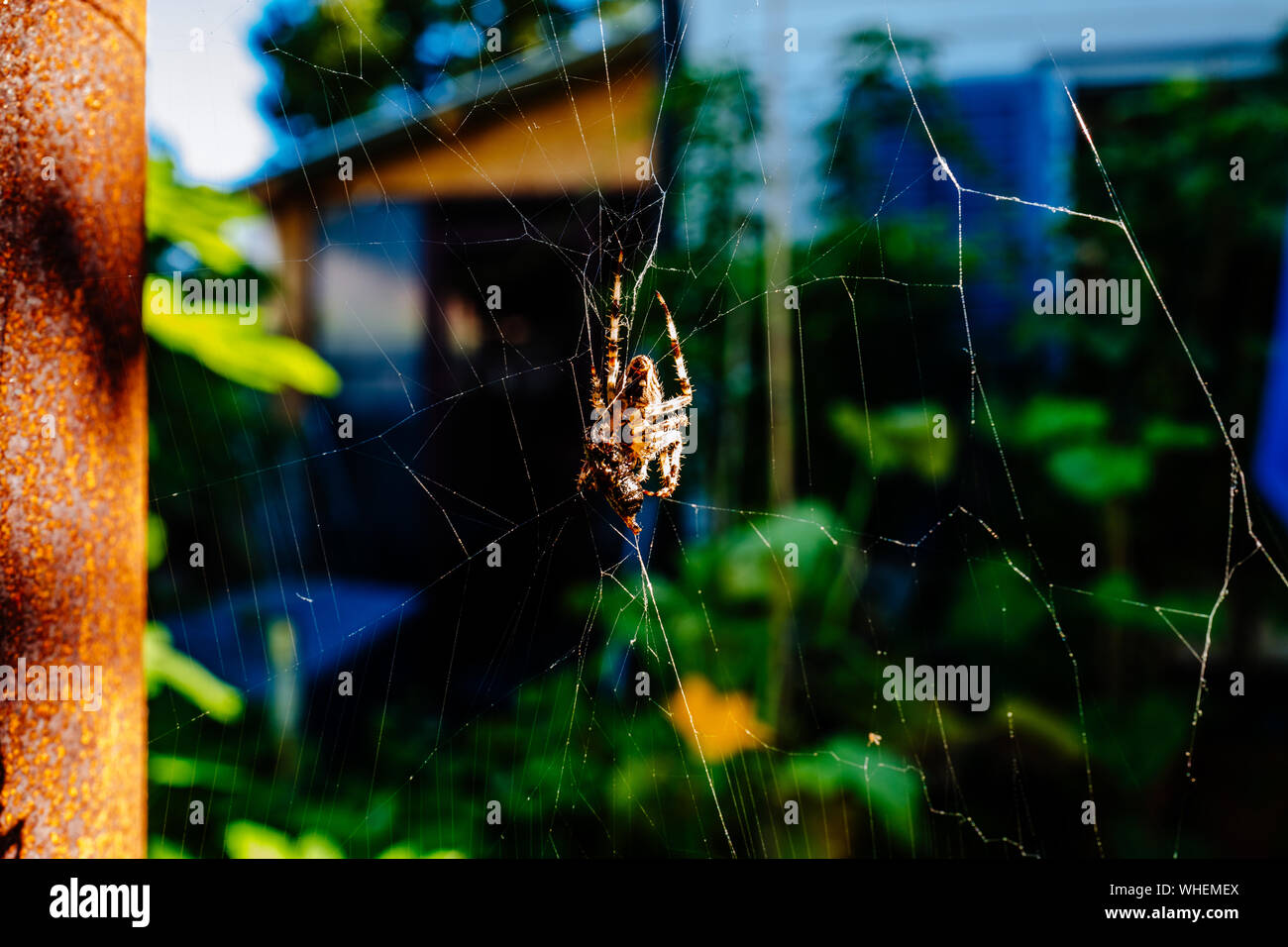 Insect eating spider hi-res stock photography and images - Alamy