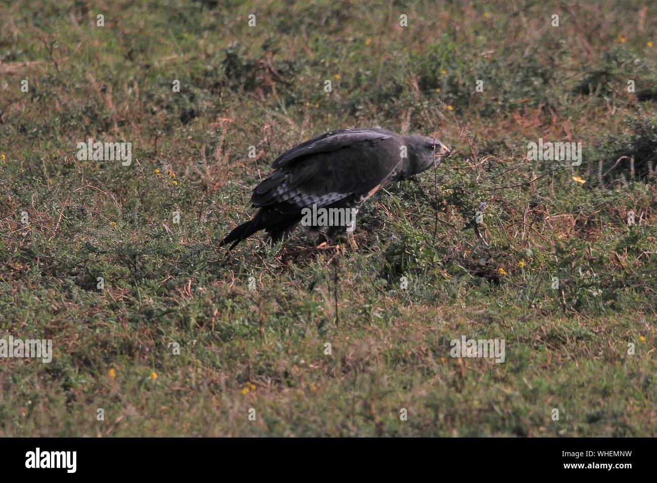Addo birds hi-res stock photography and images - Alamy