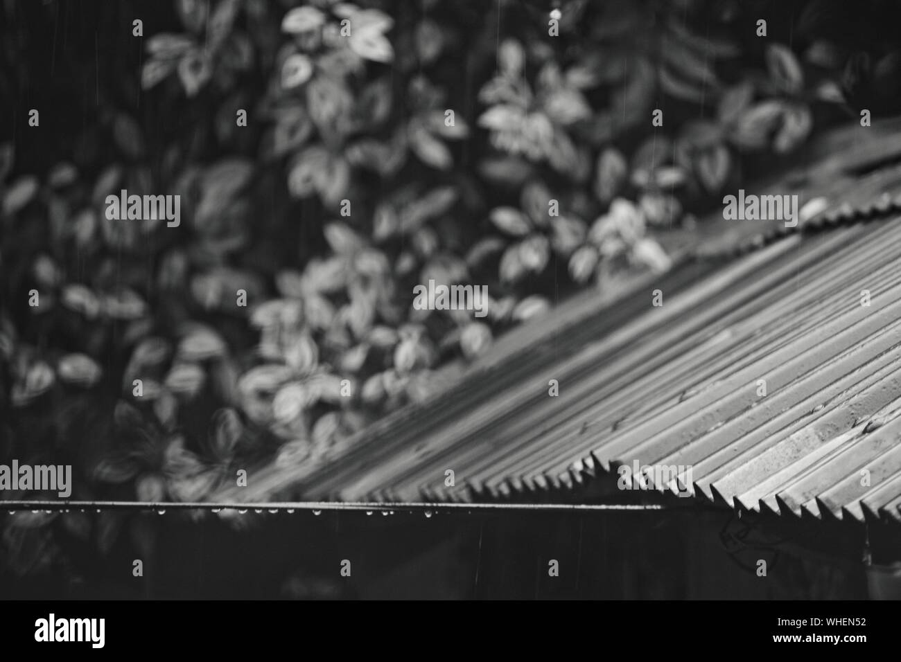 Roof of branches hi-res stock photography and images - Alamy